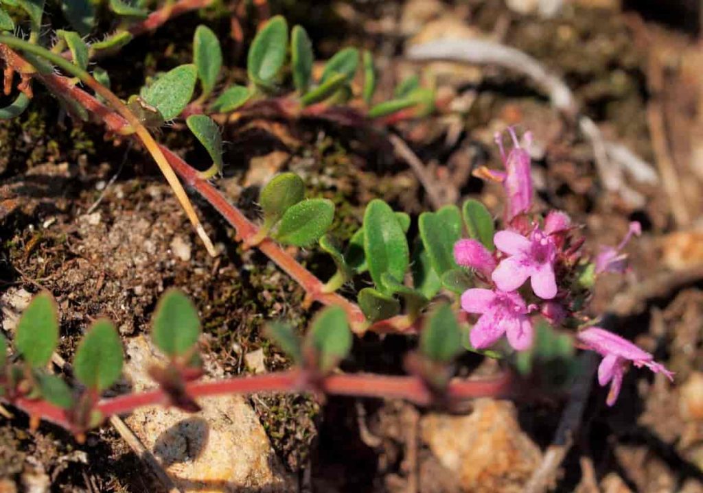 Tomillo Rastrero: Cuidados y cultivo de las plantas de tomillo rastrero