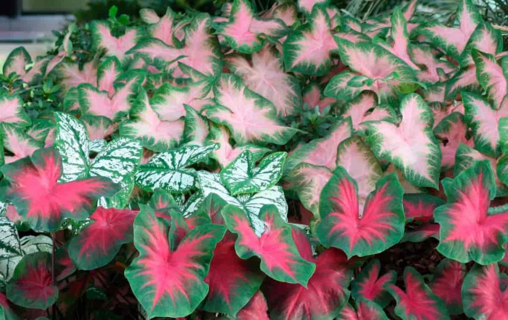 Como cuidar el Caladium: Guía de Cultivo [Caladios]