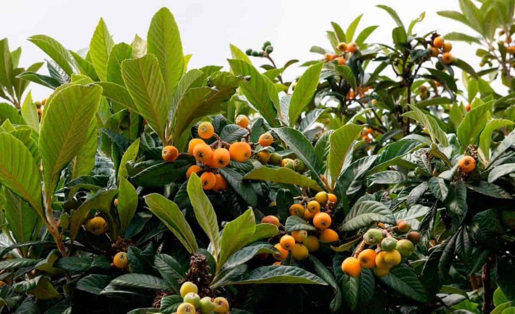 Como podar un Níspero y Cuando hacer la poda del Níspero