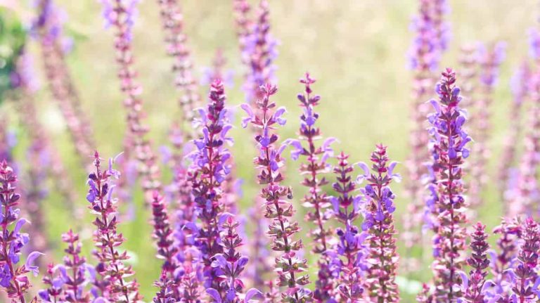 Cuidados de la Salvia Rusa: Consejos y cultivo de la planta