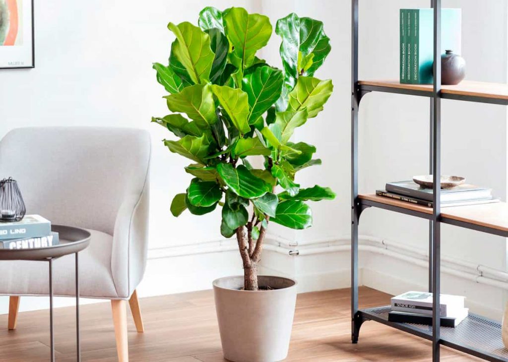 Cuidados del Ficus lyrata, consejos y trucos [Guía]
