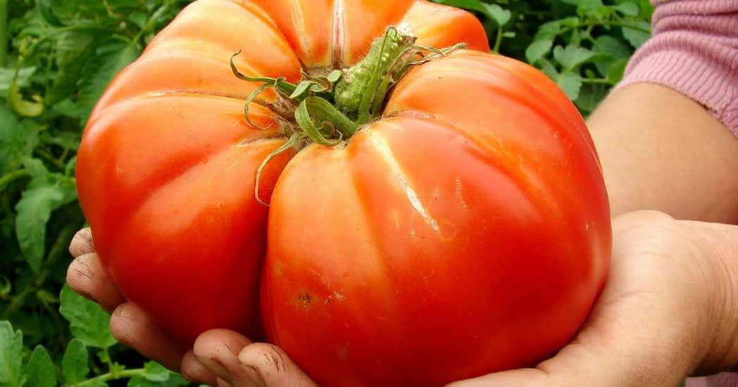 Las 11 mejores variedades de tomates grandes para el huerto