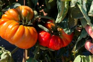 Las 11 mejores variedades de tomates grandes para el huerto